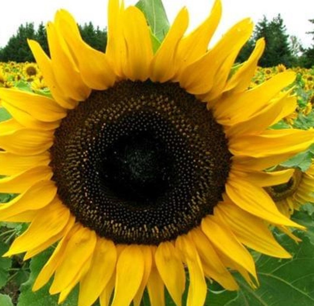 Mammoth Grey Stripe Sunflower Seeds - Etsy