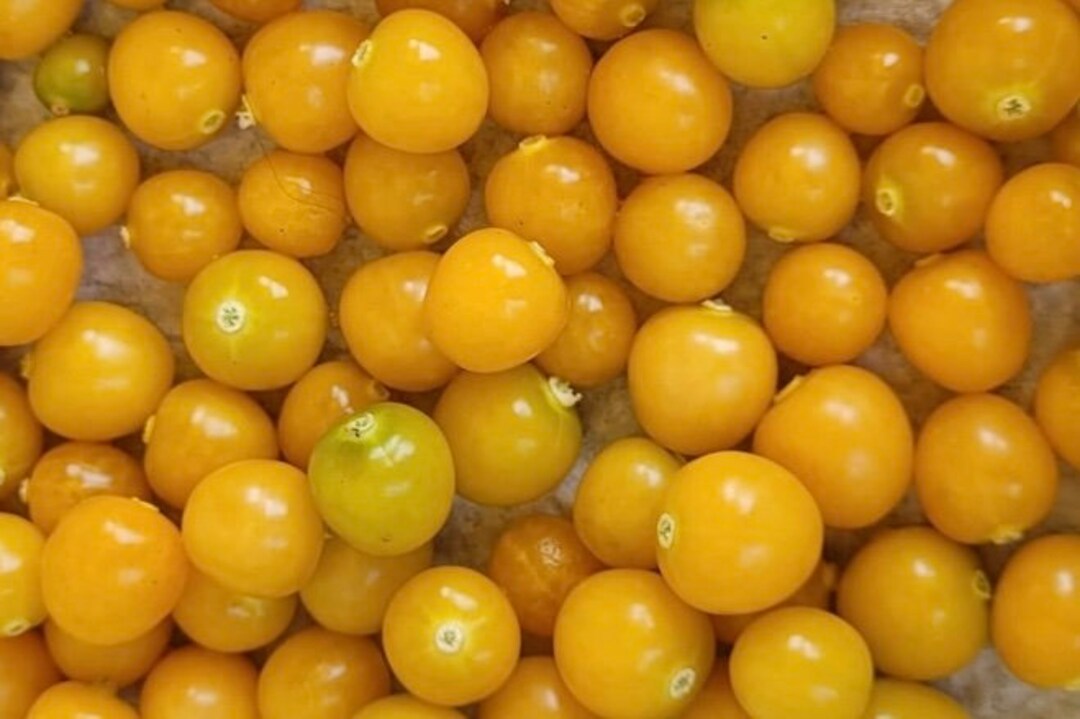 Golden Berry Aka Peruvian Ground Cherry Cape Gooseberry Heirloom ...