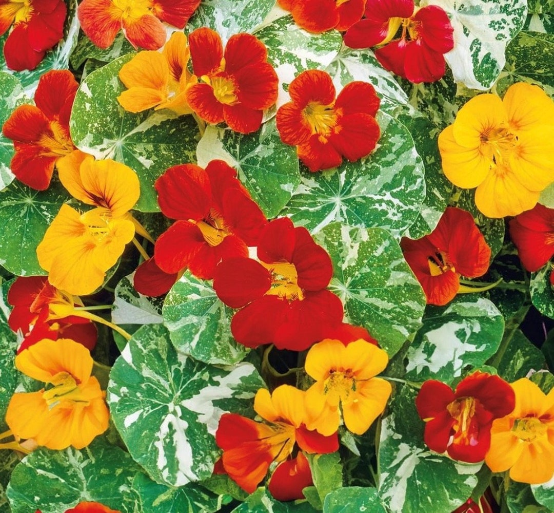 Alaska Nasturtium Flower Seed Mix - Etsy