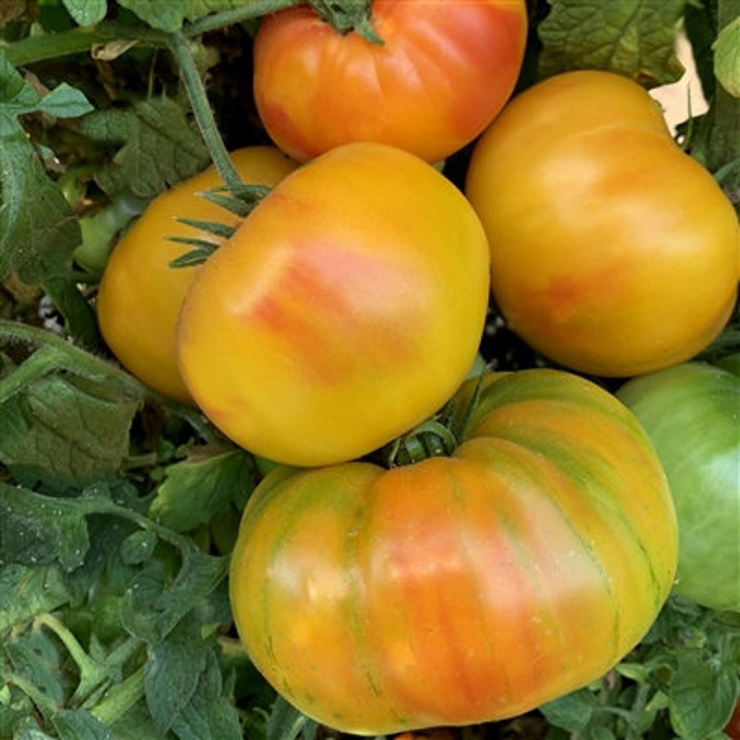 Marvel Stripe Tomato Seeds | Heirloom | Organic | Bulk | Wholesale - Etsy