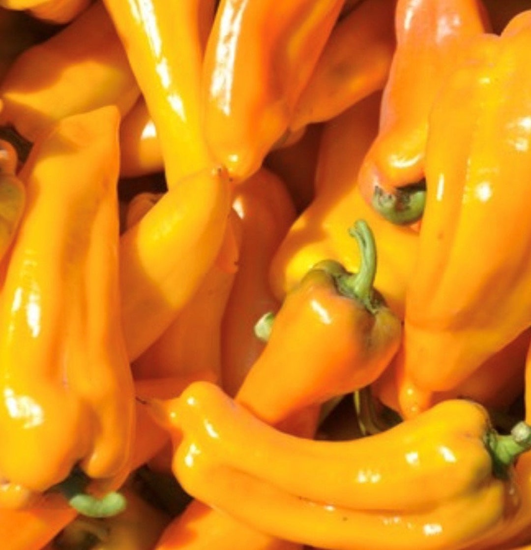 Golden Marconi Pepper Seeds | Heirloom - Etsy