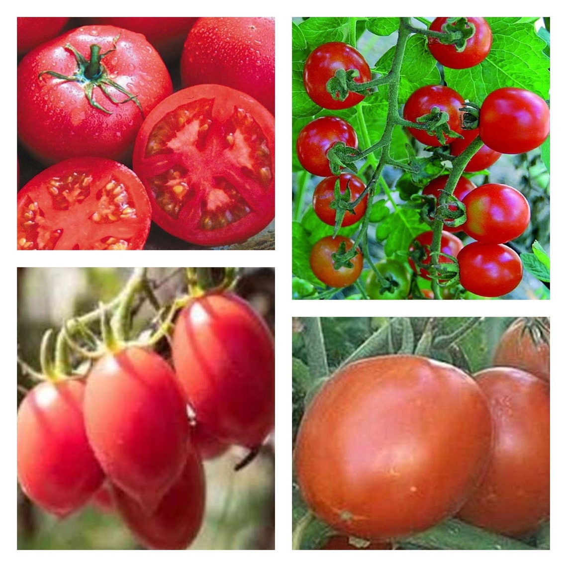 Heat Tolerant Tomato Mix | Organic Seeds - Etsy