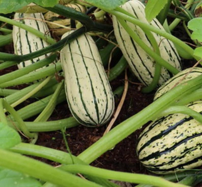 Delicata (winter) Squash Seeds - Etsy