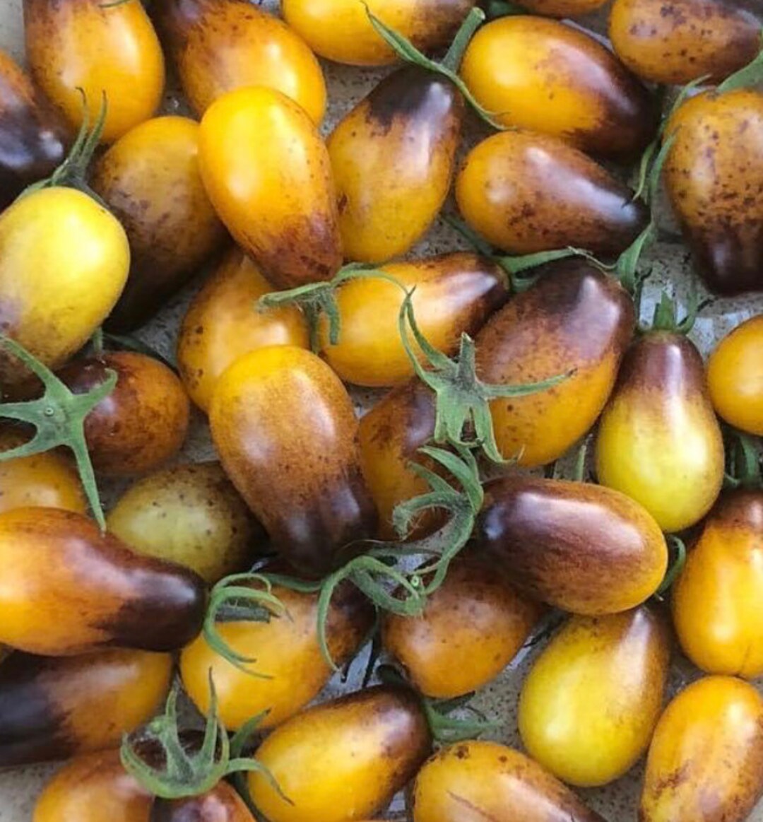 Indigo Pear Drops Tomato Seeds Organic - Etsy