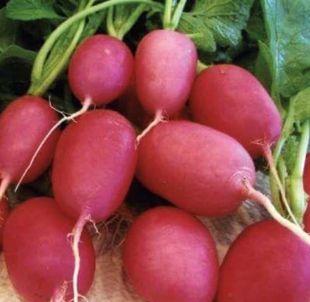 Lady Slipper Radish Seeds | Heirloom | Organic - Etsy