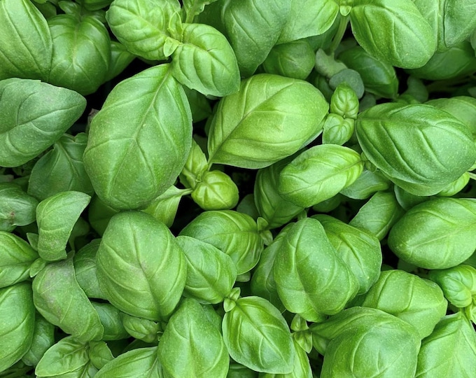 Genovese Basil Ocimum Basilicum Heirloom Non GMO Seeds - Etsy