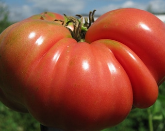 Italian Tree/ Trip-l-crop Tomato Seeds Heirloom Organic - Etsy