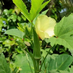 Emerald Okra Seeds | Heirloom | Organic - Etsy