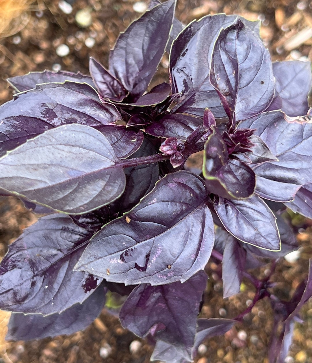 Dark Purple Opal Basil Seeds Heirloom Organic - Etsy