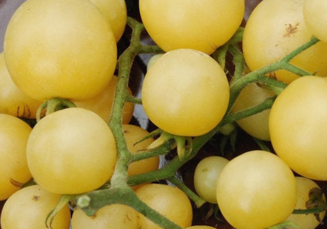 Super Snow White Tomato Seeds | Organic - Etsy