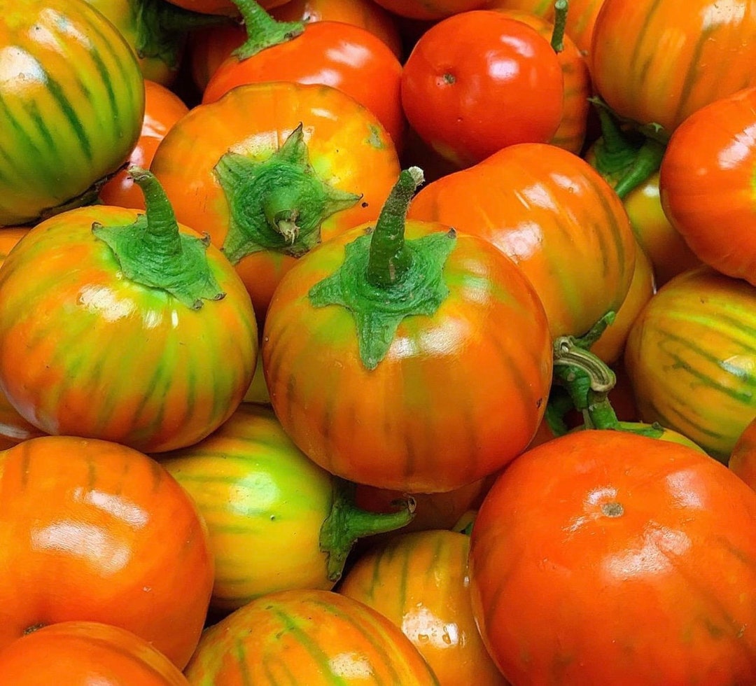 Turkish Orange Eggplant Seeds | Organic | Heirloom - Etsy