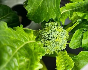 Broccoli Raab Seeds, Spring Raab Rapini, 300 Seeds // Heirloom, Non GMO ...