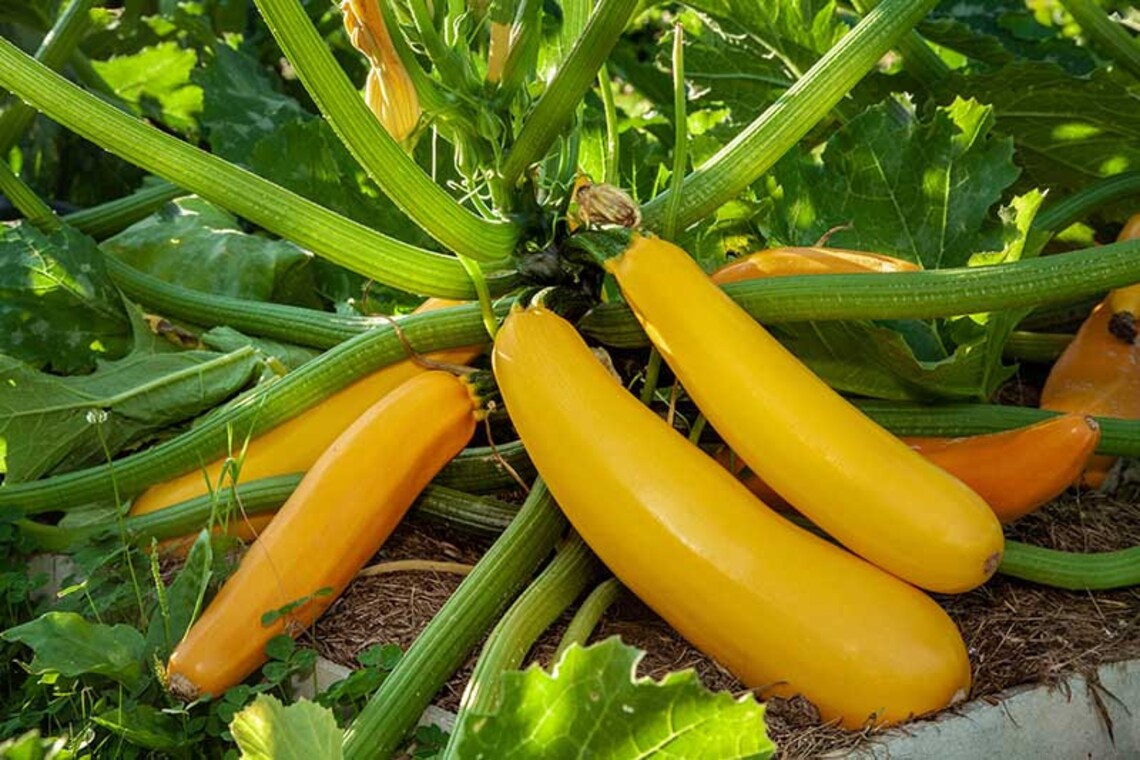 Golden Zucchini Summer Squash Seeds Heirloom Organic - Etsy