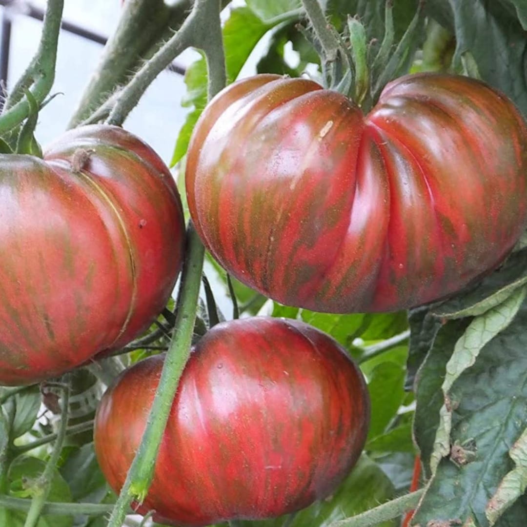 Pink Berkeley Tie-dye Tomato Seeds | Heirloom | Organic - Etsy