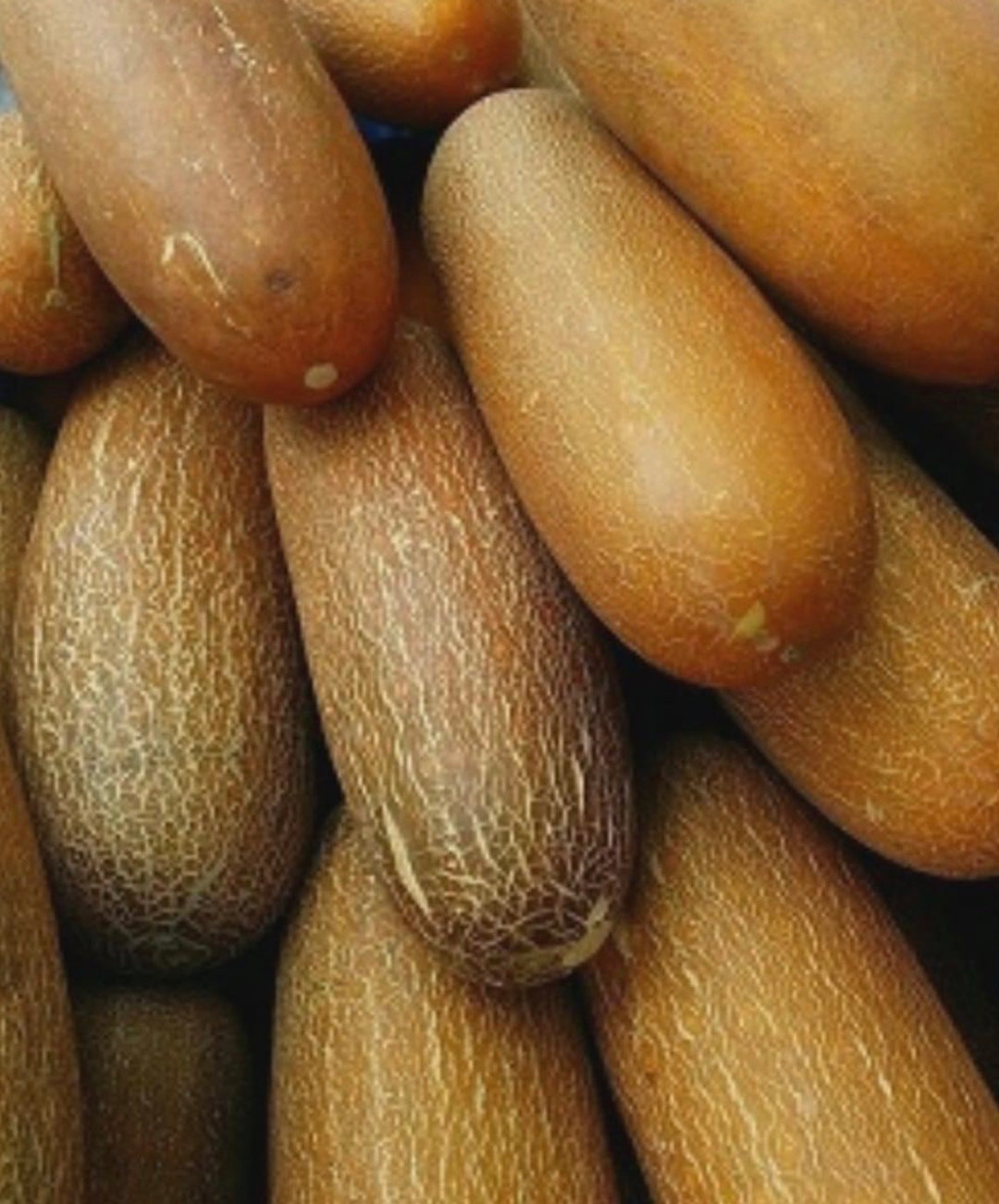 Brown Russian Cucumber Seeds | Heirloom | Organic - Etsy