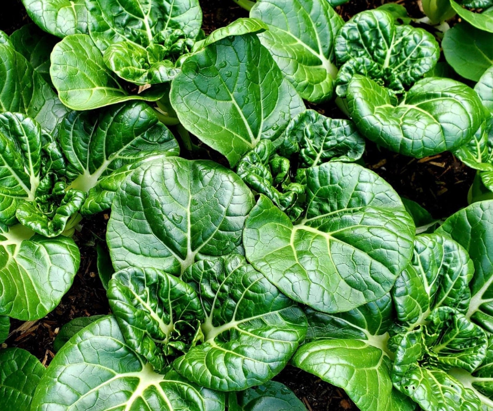 Extra Dwarf Bok Choi Seeds - Etsy