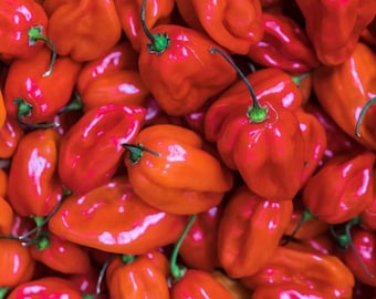 Red Scotch Bonnet Pepper Seeds - Etsy