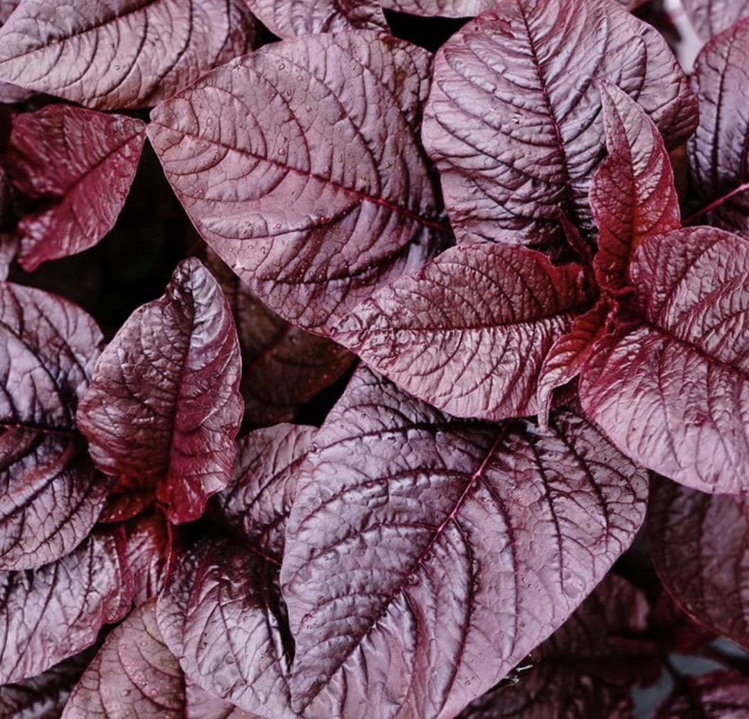 Midnight Red Amaranth Seeds - Etsy