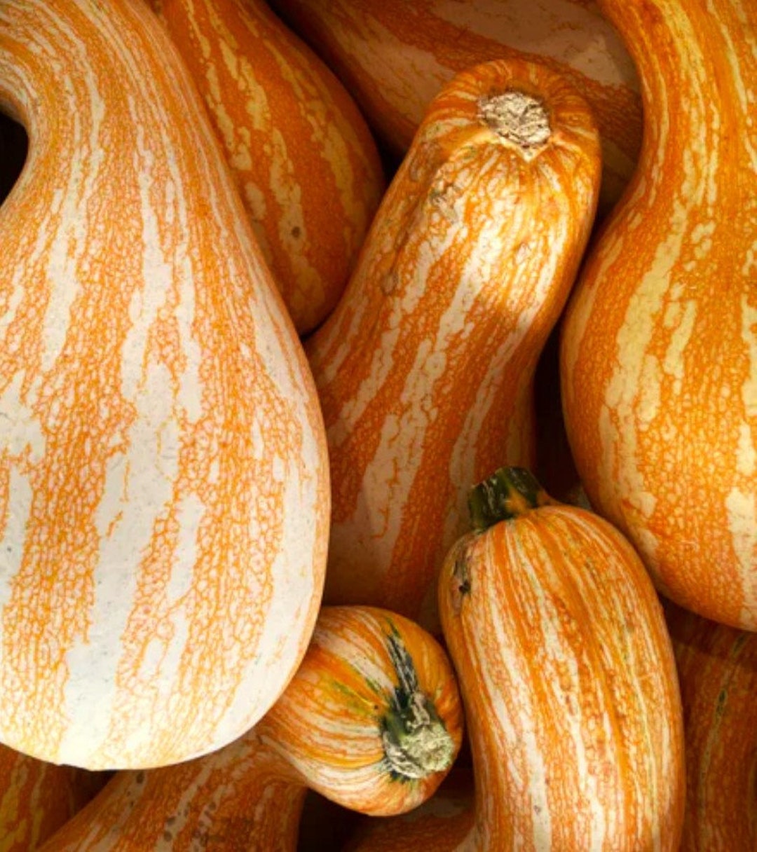 Cushaw Orange Striped (winter) Squash Seeds | Heirloom - Etsy