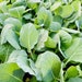 Early Round Dutch Cabbage Seeds Heirloom Organic - Etsy