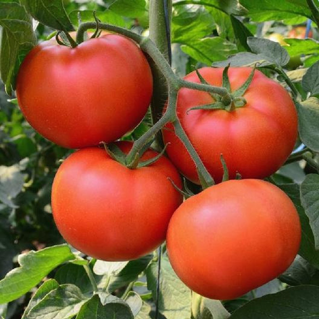 Homestead Tomato Seeds | Heirloom | Organic - Etsy