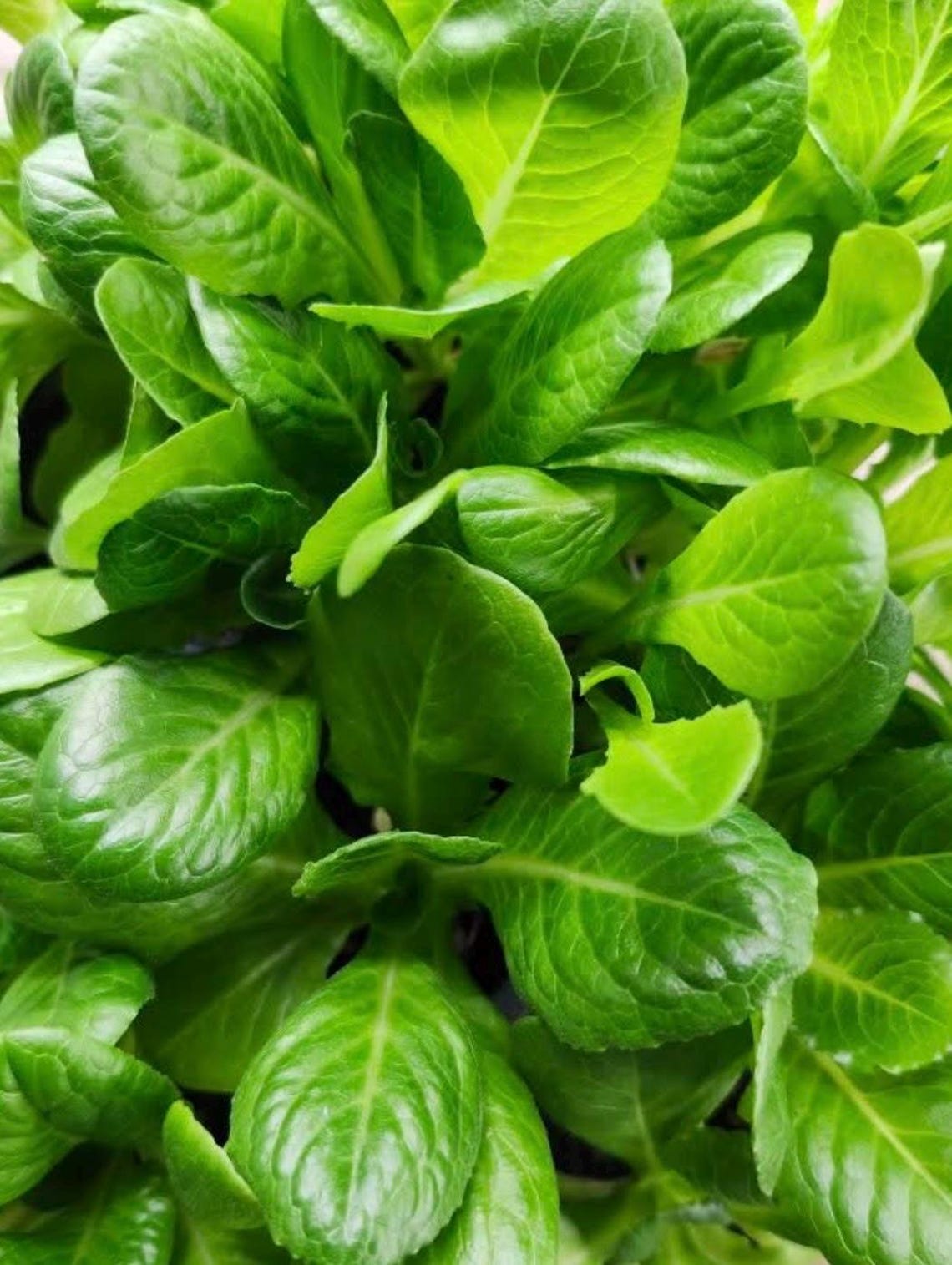 Little Caesar Romaine Lettuce Seeds | Organic - Etsy