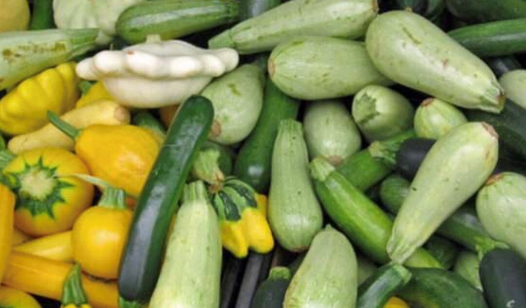 Summer Squash Mix | Organic | Seeds - Etsy