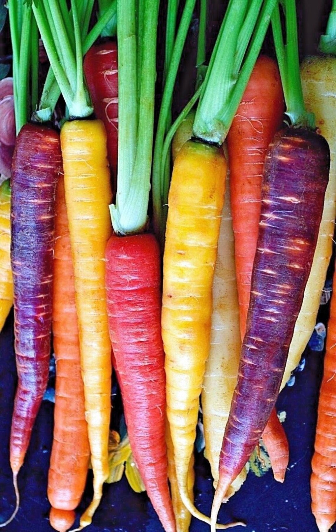 Heirloom Rainbow Carrot Mix | Heirloom | Organic Seeds - Etsy