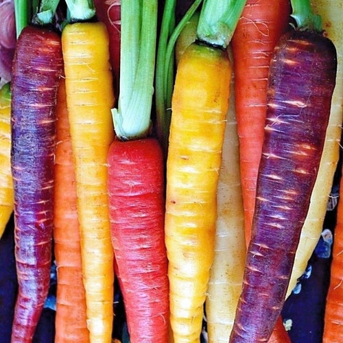 Heirloom Rainbow Carrot Mix Heirloom Organic - Etsy