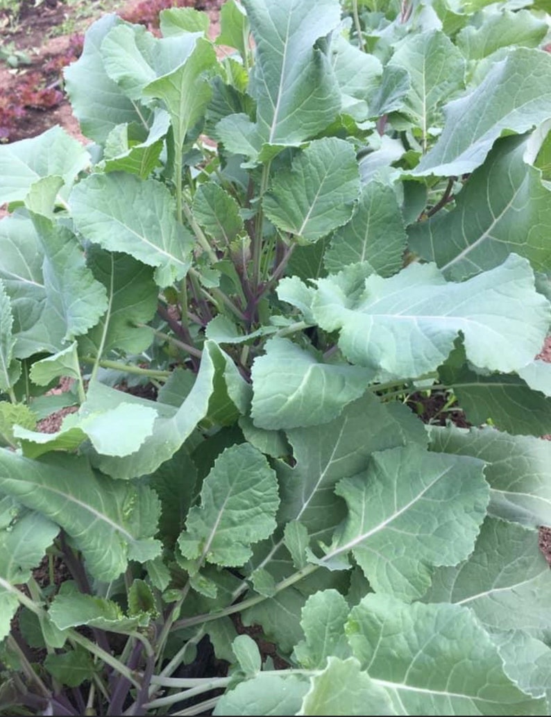 Ethiopian Kale Seeds | Heirloom | Organic - Etsy