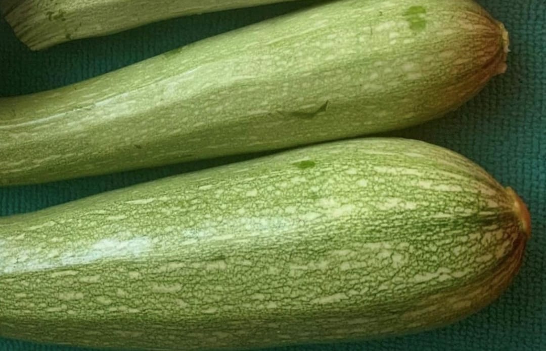 Genovese Italian Zucchini | Heirloom | Organic | Summer Squash - Etsy