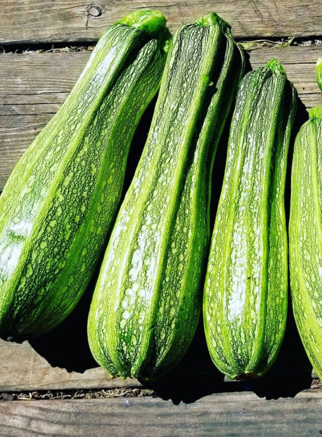 Costata Romanesco Zucchini Seeds | Heirloom | Organic | Summer Squash ...