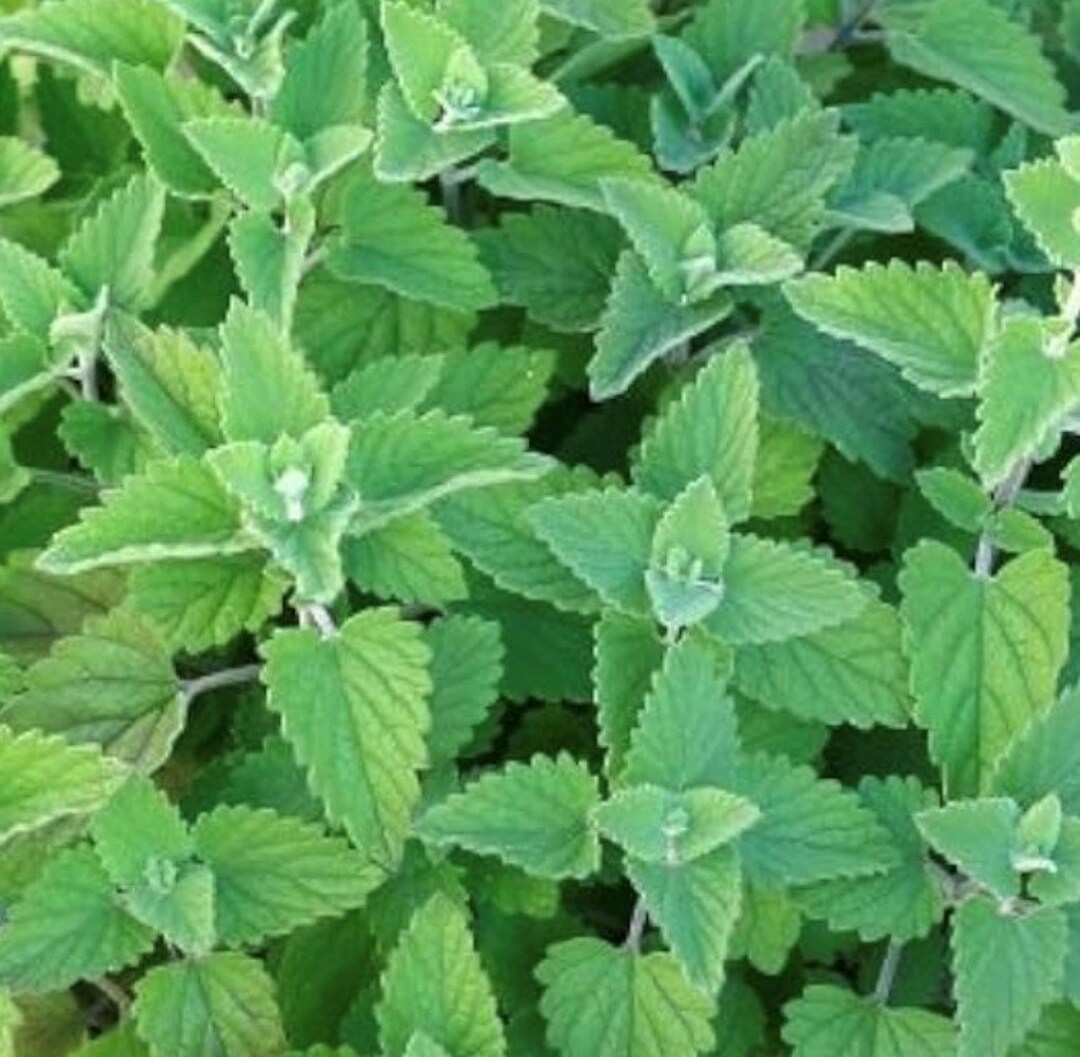 Catnip Seeds | Heirloom | Herb - Etsy