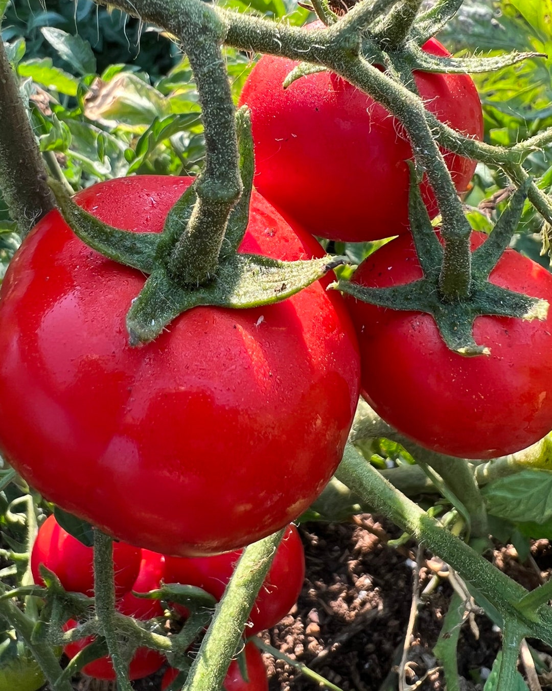 Oregon Spring Tomato | Organic - Etsy