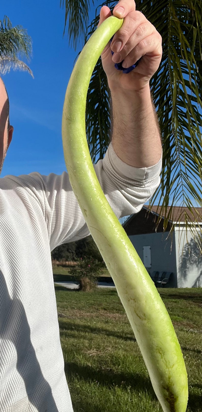 Cucuzzi (edible) Gourd Seeds | Heirloom - Etsy
