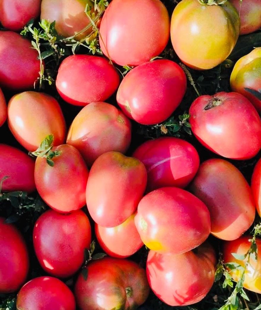 Dwarf Melanie's Ballet Tomato Seeds - Etsy
