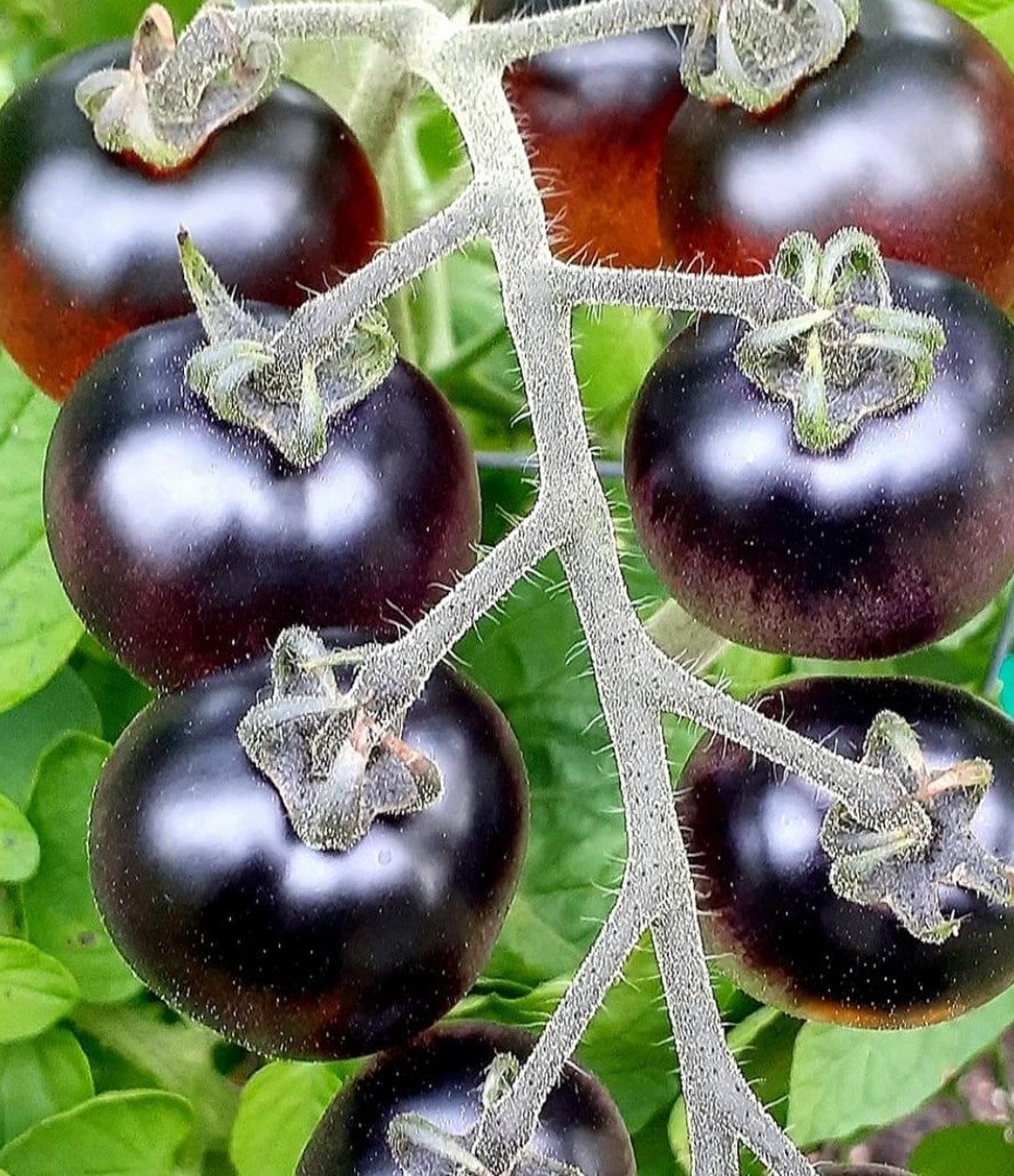 Indigo Cherry Drop Tomato Seeds | Organic | Open-pollinated - Etsy