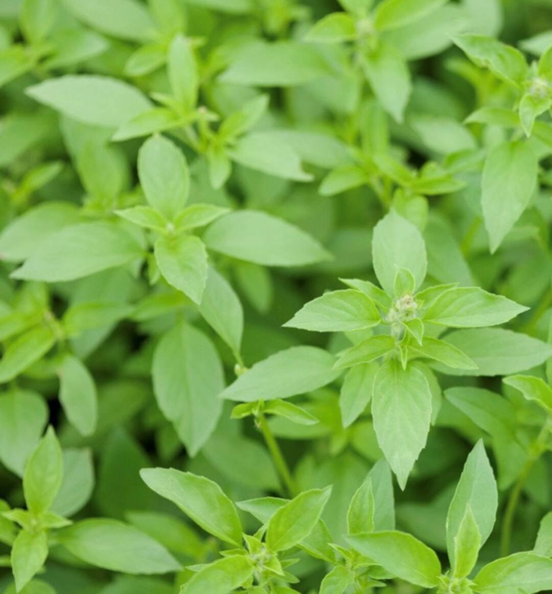 Lemon Basil Seeds | Organic - Etsy