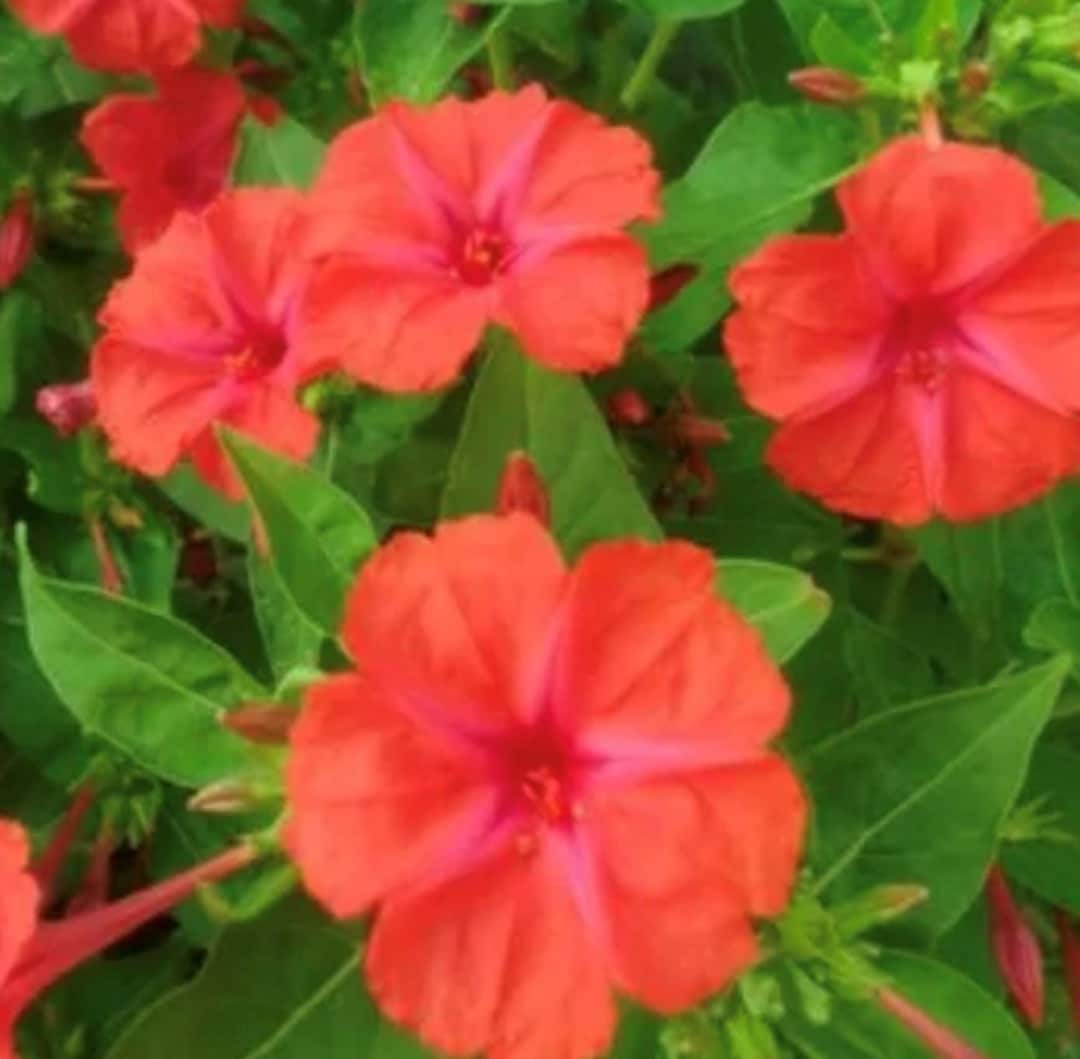 Red Four O'clock Flower Seeds - Etsy