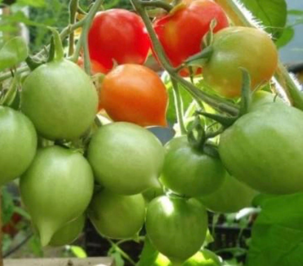 Dwarf Geranium Kiss Tomato Seeds | Organic - Etsy