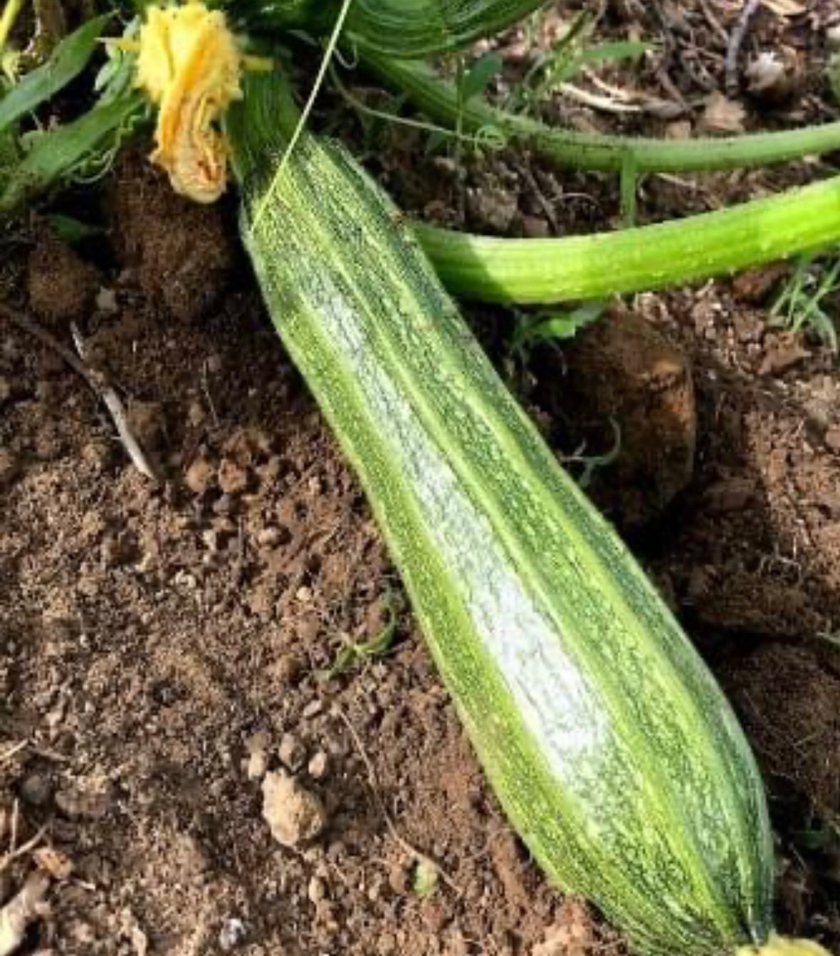 Costata Romanesco Zucchini Seeds | Heirloom | Organic | Summer Squash ...