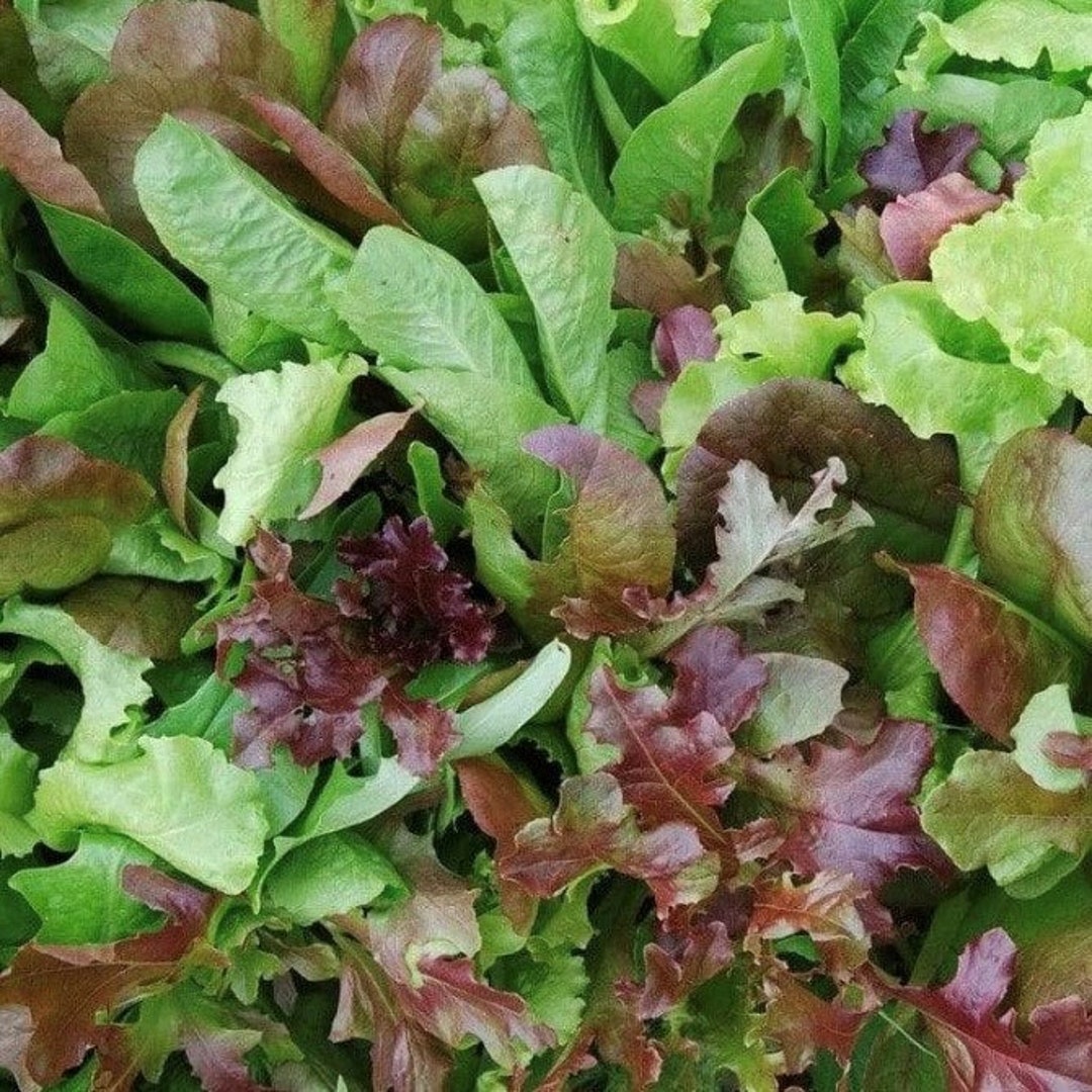 Mesclun Salad Mix | Seeds - Etsy