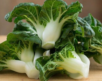 100extra Dwarf Pak Choi Seeds 0191 - Etsy