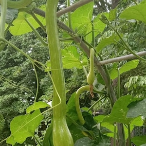 Tromboncino (zucchini Rampicante) Squash Seeds | Heirloom | Organic - Etsy