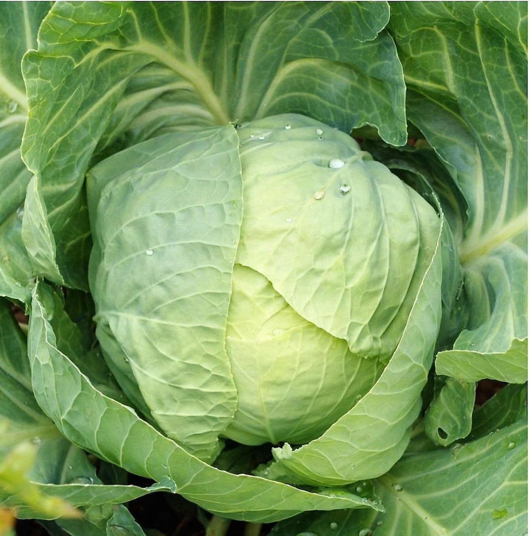 Early Round Dutch Cabbage Seeds | Heirloom | Organic - Etsy