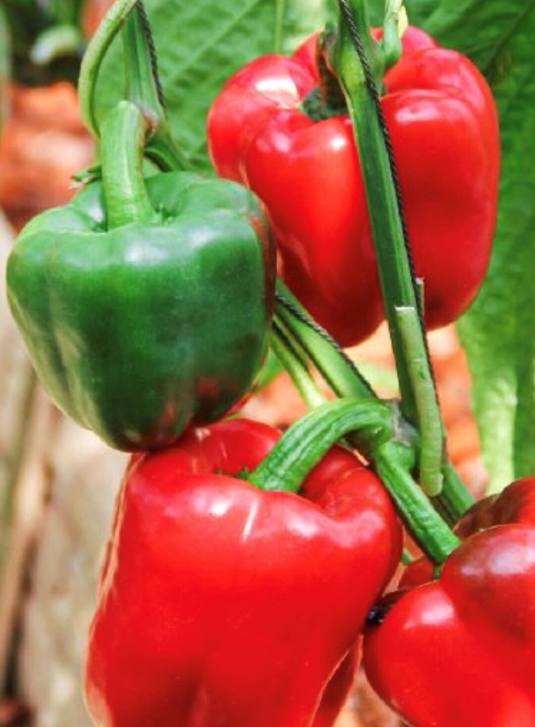 Yolo Wonder Pepper | Sweet | Organic - Etsy