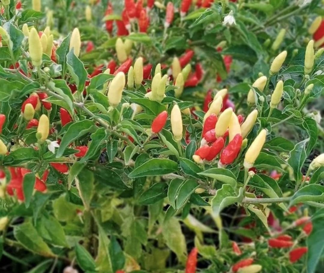 Tabasco Pepper Seeds | Hot | Heirloom | Organic - Etsy