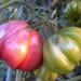Zapotec Pink Ribbed Tomato | Heirloom | Organic - Etsy
