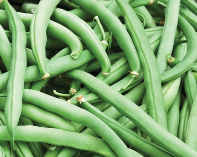 2 Green Beans Plants in a 4" Pot/ Organic /vine Two Options: Green Bean ...