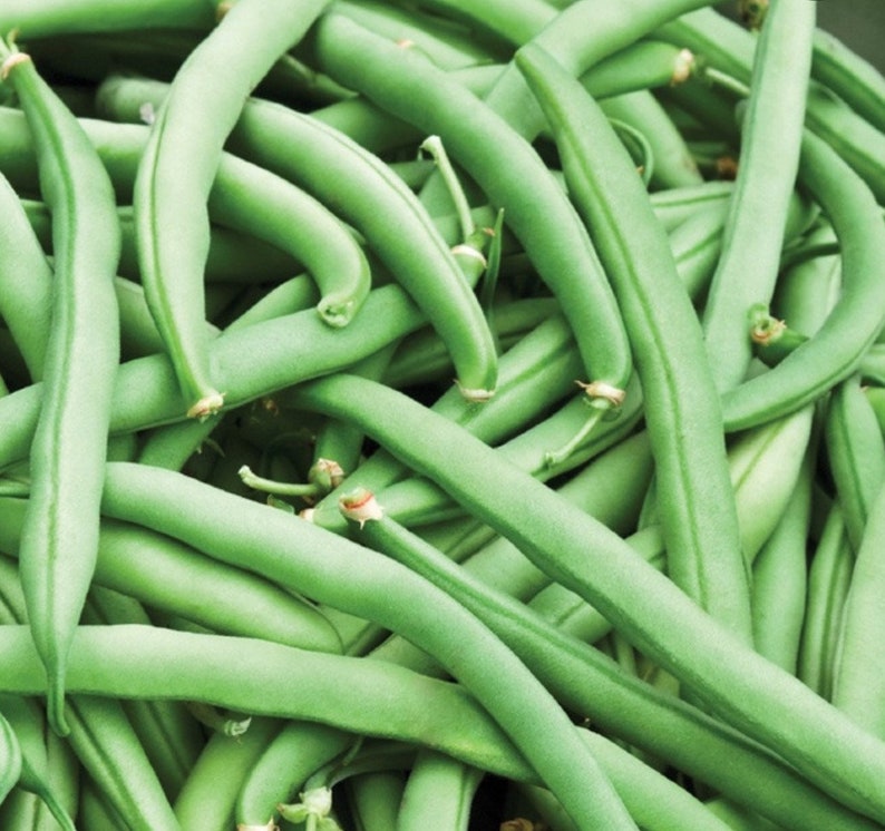Tendergreen Improved Green Bush Bean Seeds | Heirloom | Organic - Etsy